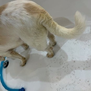 GILBERT DOGS 24/7 - Updated January 2025 - 105 Photos & 161 Reviews ...