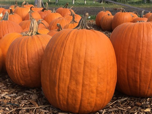 DIXIE ORCHARDS - 53 Photos & 10 Reviews - 14309 Dixie Road, Caledon ...