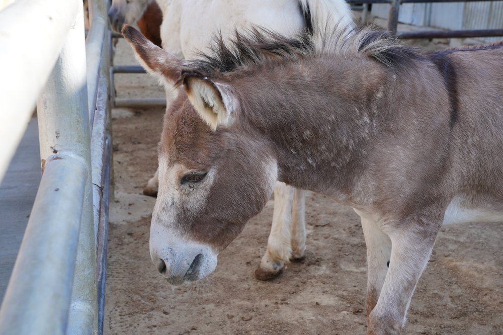 MONTEBELLO BARNYARD ZOO - 552 Photos & 220 Reviews - 600 Rea Dr ...