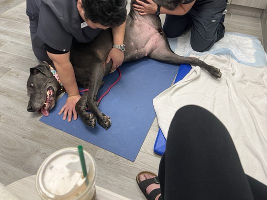 APEX VETS - Updated December 2025 - 14 Photos & 23 Reviews - 11060 ...