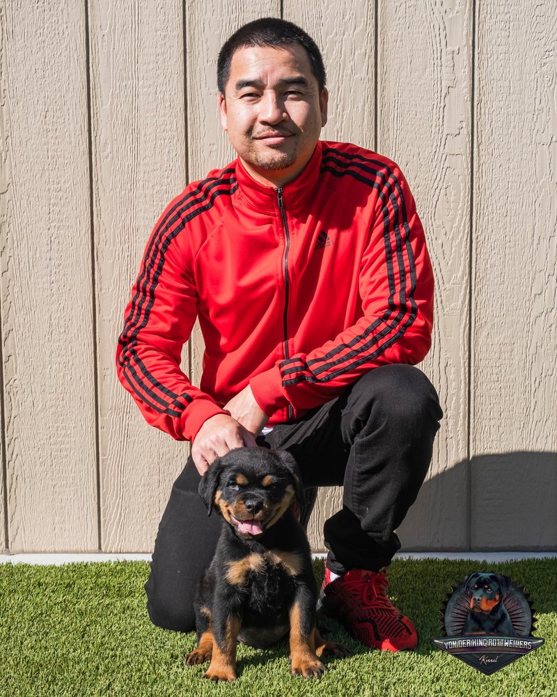 VON DER HING ROTTWEILERS - Updated November 2025 - 99 Photos - Menifee ...