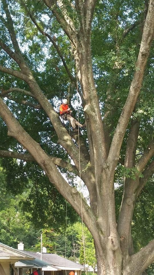 HOLLOWAY’S TREE CARE - Updated December 2025 - 3152 Glen Springs Rd ...
