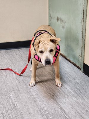 CENTRE COUNTY PAWS - Updated November 2025 - 12 Photos & 17 Reviews ...