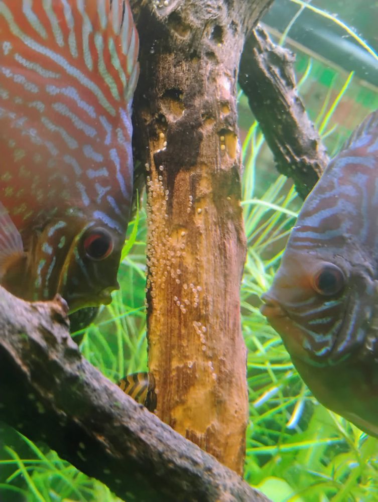 CHICAGO DISCUS - Updated October 2025 - 16 Photos & 12 Reviews - 3553 N ...