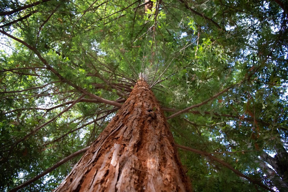 ELPIDA RESIDENTIAL PROGRAMS - Updated November 2025 - 7 Mt Lassen Dr, SAN RAFAEL, California ...