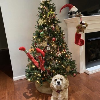 BLUE RIBBON PET STYLING - Updated December 2025 - 12 Photos - 101 ...