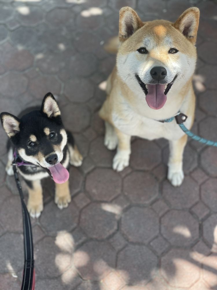 PUPPY UNIVERSITY - 12 Photos - Los Angeles, California - Pet Sitting ...