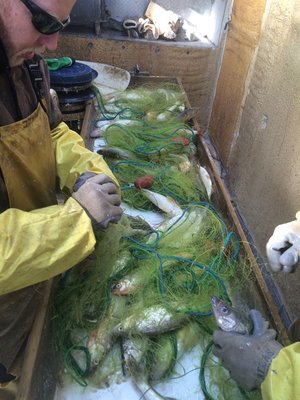 GIMLI FISH MARKET - Updated December 2025 - 625 Pembina Hwy, Winnipeg ...