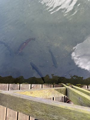 BIBURY TROUT FARM - Updated May 2025 - 14 Photos - Cirencester ...