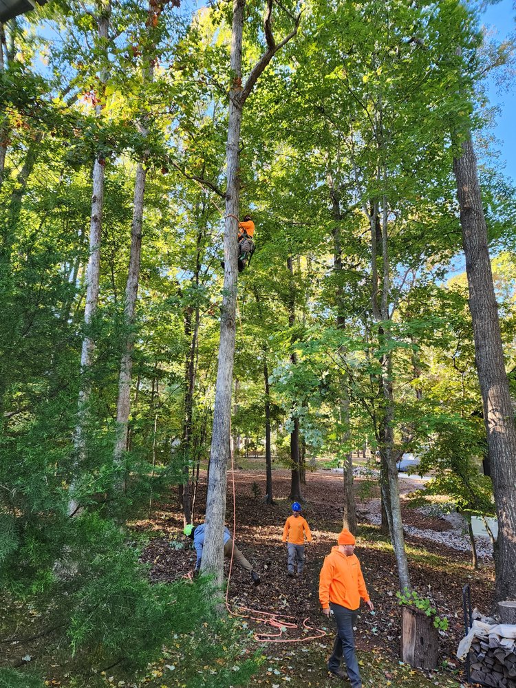 NORTH RALEIGH TREE SERVICE - Updated March 2024 - 19 Photos & 23 ...