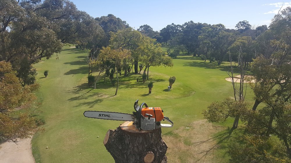 PREMIER TREE SERVICES - Updated December 2024 - 87b Gregory St, Perth ...