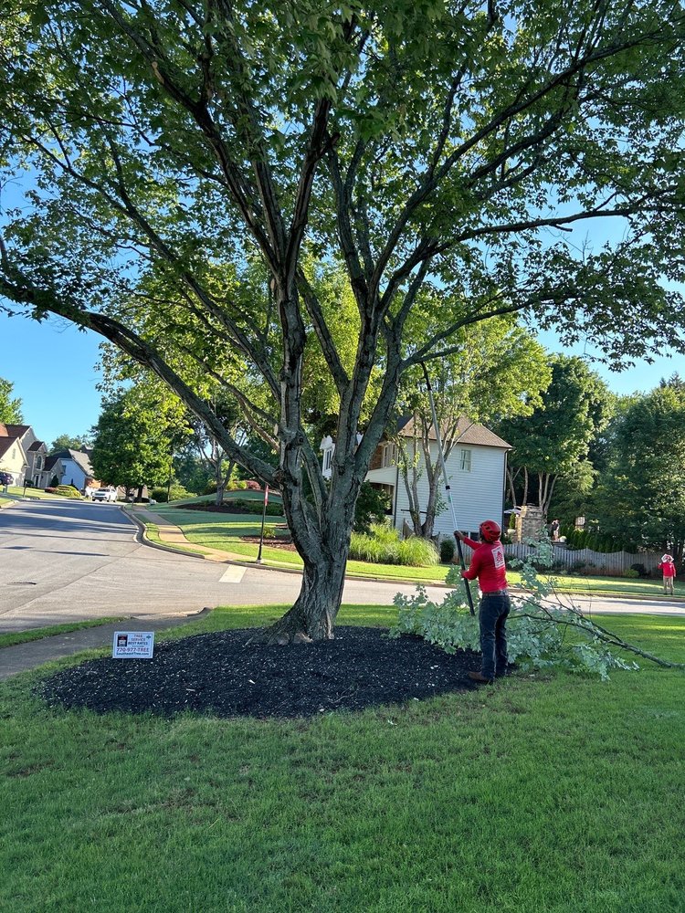 SOUTHEAST TREE - Updated December 2025 - 32 Photos & 22 Reviews - 4710 ...