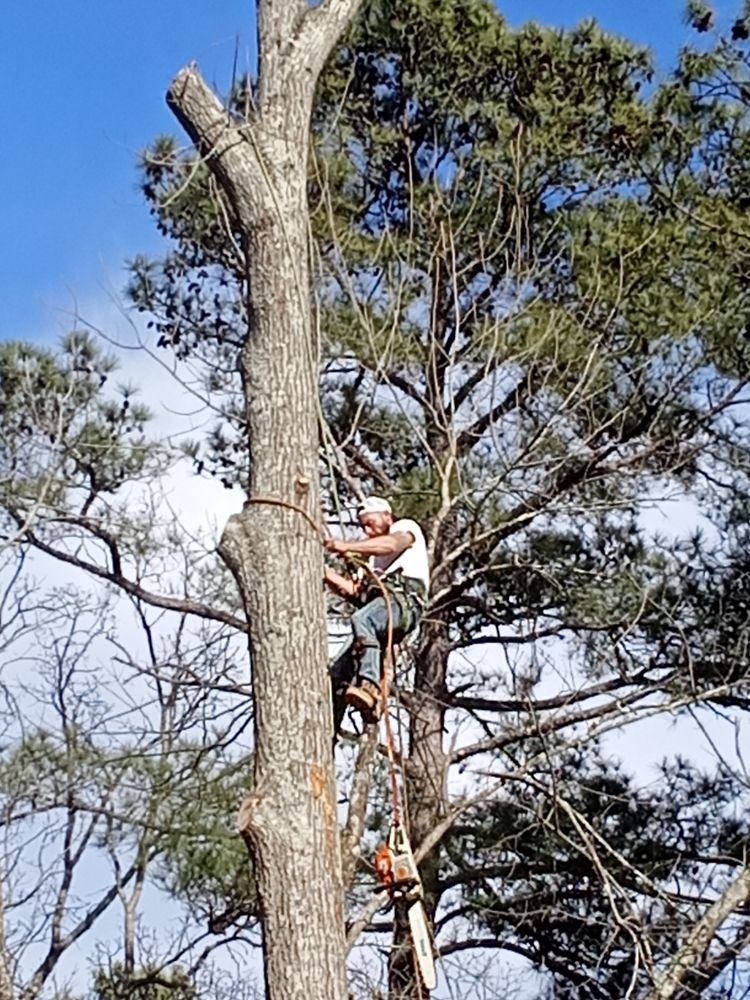 CUT ABOVE TREE EXPERTS - Updated November 2024 - Batesburg-Leesville ...
