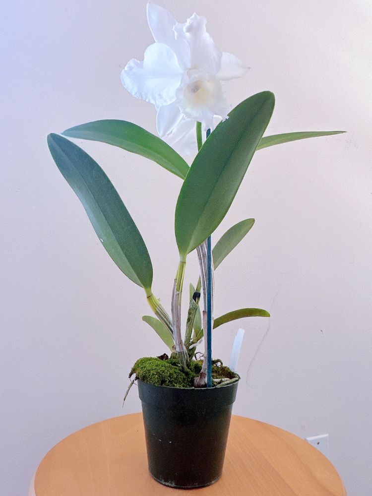 FORMOSA ORCHID NURSERY - Updated April 2026 - 48 Photos & 25 Reviews ...