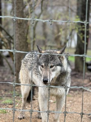 THE WOLF SANCTUARY OF PA - Updated November 2025 - 289 Photos & 137 ...