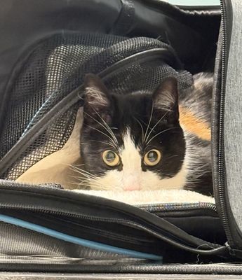 ARROW ANIMAL URGENT CARE - Updated January 2026 - 14 Photos & 56 ...