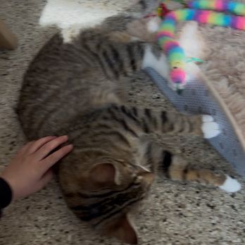 THE CAFFEINATED CAT CAFE - Updated July 2025 - 44 Photos & 18 Reviews ...