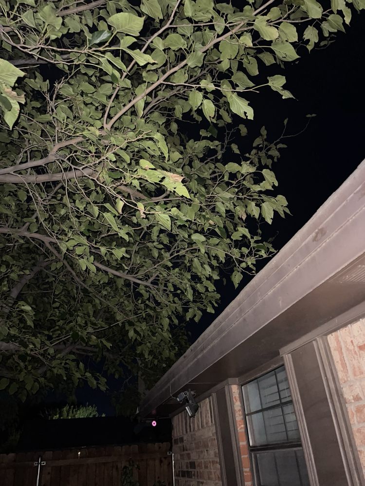 ANGELO TREE EXPERTS - Updated May 2026 - 2910 Briargrove Ln, San Angelo ...