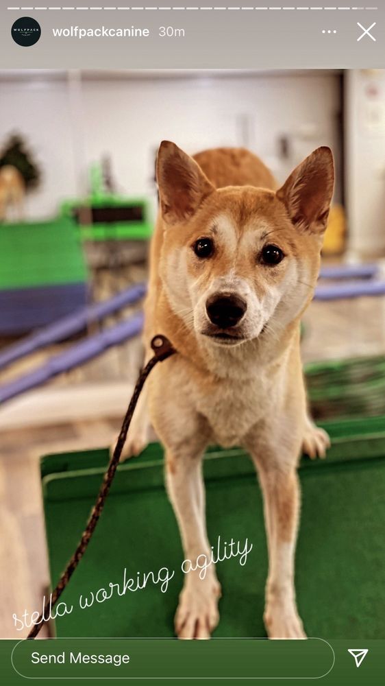 WOLF PACK CANINE - Updated July 2025 - 22 Reviews - 346 S Broadway, Salem, New Hampshire - Pet ...