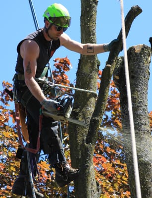 ALL AROUND ARBOR TREE SERVICE - Updated October 2025 - 73 Photos & 187 ...