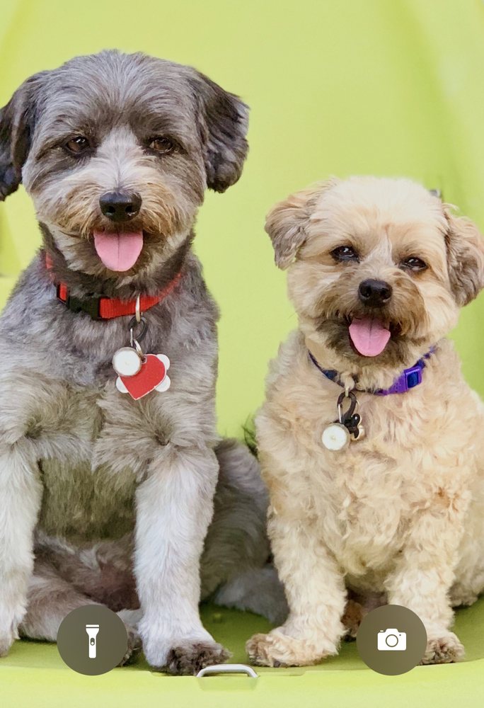 FIVE PAWS DOGS GROOMING SALON, San Marino, California - 2126 Huntington ...