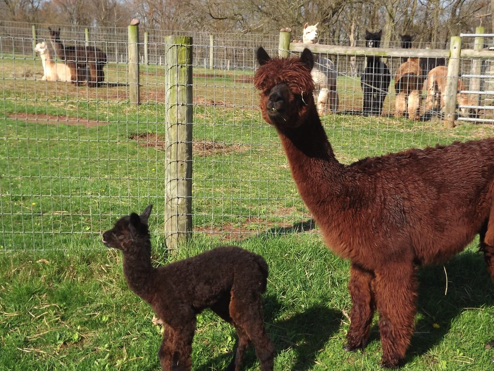STARRY NIGHT ALPACAS - Updated April 2026 - 20 Photos - 653 Observatory ...