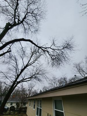 COY TREE SERVICE - Updated December 2025 - 39 Photos - Carpentersville ...
