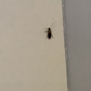 BEST WESTERN PLUS CONDADO PALM INN & SUITES - 152 Photos & 93 Reviews ...