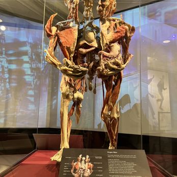 BODY WORLDS EXHIBIT - Updated October 2025 - 71 Photos - 343 Newbury St ...