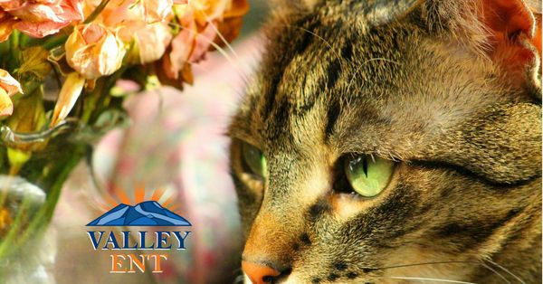 VALLEY ENT - Updated December 2025 - 13 Photos & 55 Reviews - 3501 N ...