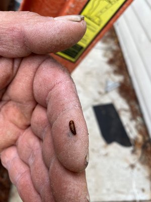 PROVEN TERMITE SOLUTIONS - Updated October 2025 - 133 Photos & 450 ...