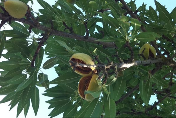 ALMOND GROVE MOBILE HOME PARK - Updated November 2025 - 567 E Lassen ...