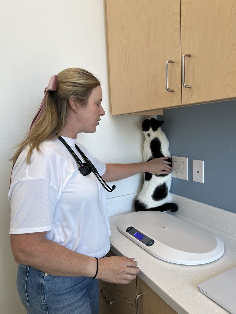 NORTH COUNTY ANIMAL HOSPITAL - Updated December 2025 - 24 Photos & 21 ...