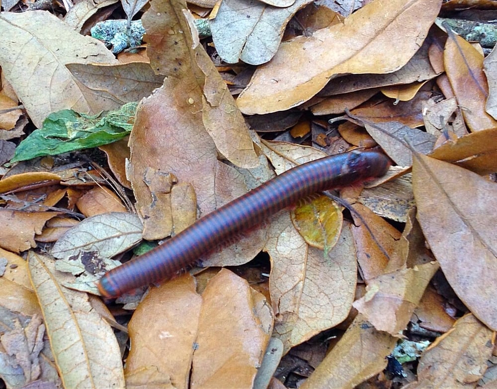 SHELL MOUND PARK - Updated November 2024 - 2 N Iberville St, Dauphin ...