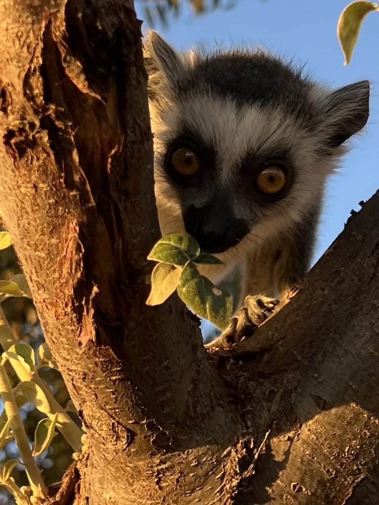RINGTAIL RANCH LEMUR RESCUE - Updated April 2025 - 25 Photos - Lubbock ...