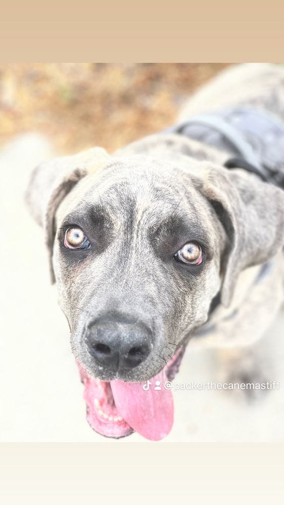 DIRK BUTCHKO PRO VET - Updated December 2025 - 165 Photos & 369 Reviews ...