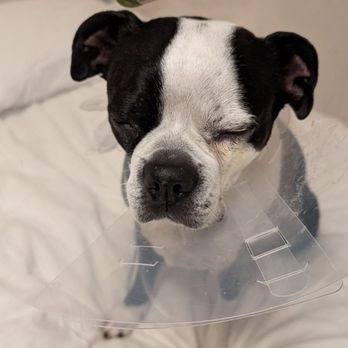 THRIVE PET HEALTHCARE SPECIALISTS - MANSFIELD - Updated January 2026 ...