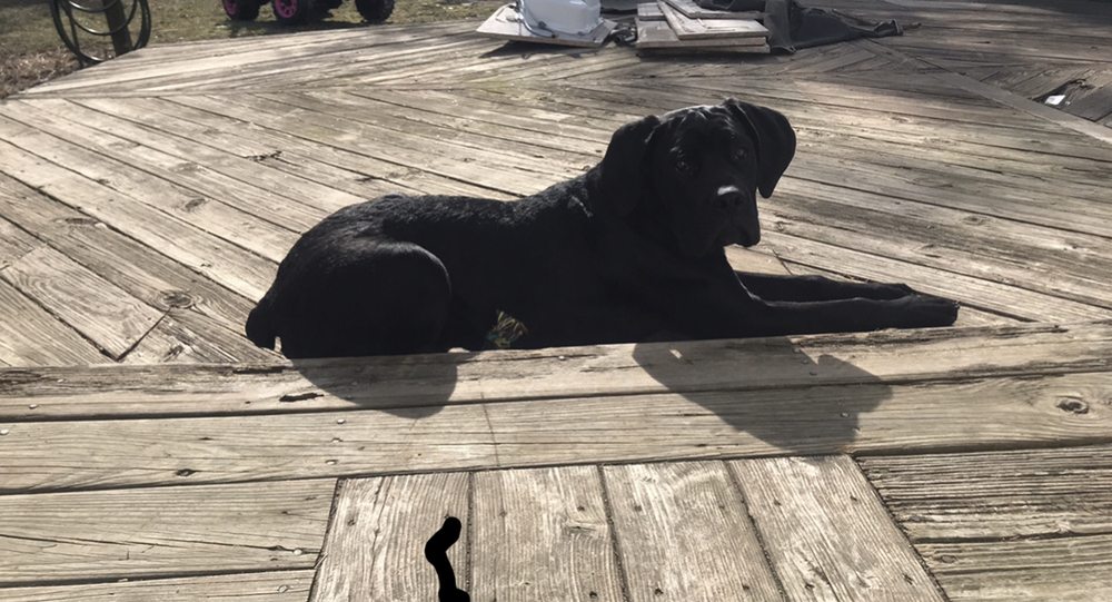 POO BUSTERS - Updated July 2024 - Request a Quote - East Islip, New ...