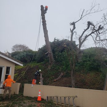 NEW LIFE TREE CARE - Updated May 2025 - 13 Photos & 19 Reviews - San ...