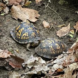 THE 10 BEST Things to Do in Monkeys Eyebrow, KY - 2025 - Yelp