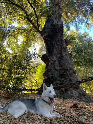 ORCUTT RANCH HORTICULTURAL CENTER PARK - Updated January 2025 - 384 ...