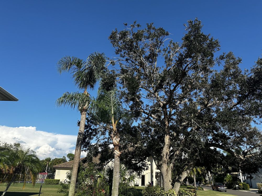 NATE’S TREE SERVICE - Updated October 2025 - Bradenton, Florida - Tree ...