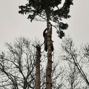 LEWIS TREE SERVICE - Updated June 2025 - 21 Photos & 30 Reviews - 300 ...