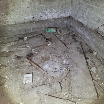 ASAP RODENT SOLUTIONS - Updated February 2025 - 148 Photos & 131 ...