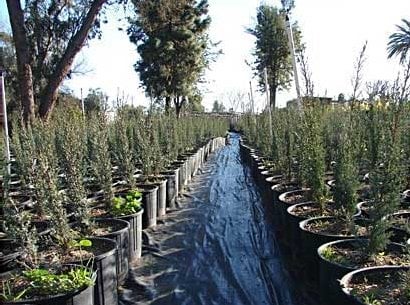 GREEN ACRES NURSERY - Updated December 2025 - 13 Reviews - 2600 Ramona ...