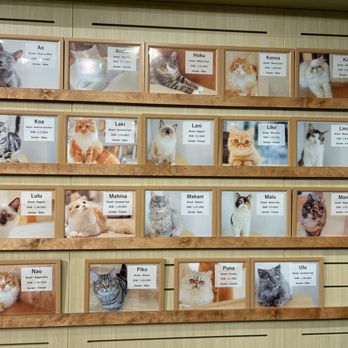 CAT CAFE MOFF - Updated September 2024 - 154 Photos & 35 Reviews - 2330 Kalakaua Ave, Honolulu ...