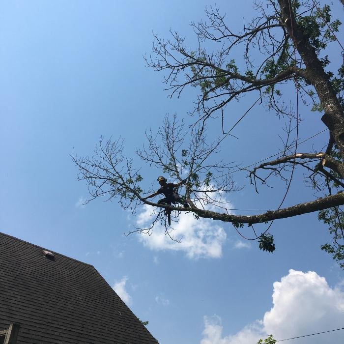 VITAL TREE CARE - Updated April 2026 - Request a Quote - 12 Photos ...