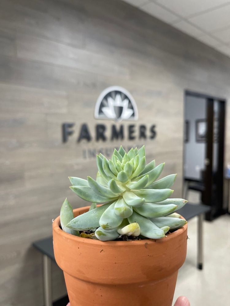 FARMERS INSURANCE - ANNA VARGAS - Updated July 2025 - 14 Photos - 1733 ...