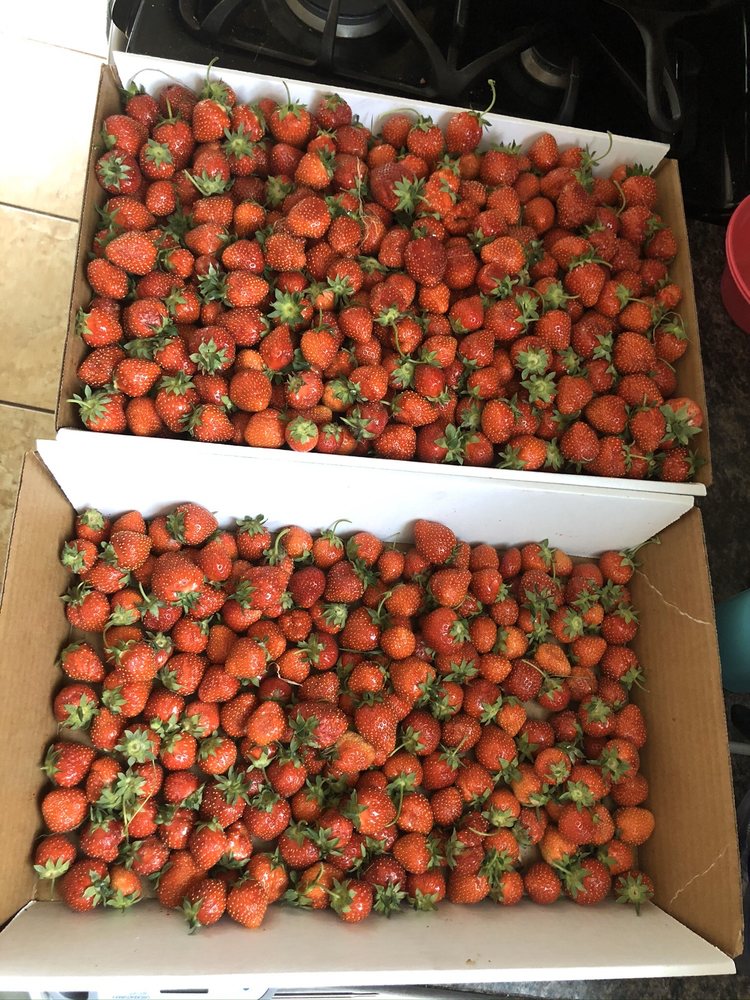 STOKES BERRY FARM - Updated June 2024 - 15 Photos - 2822 Center Rd ...
