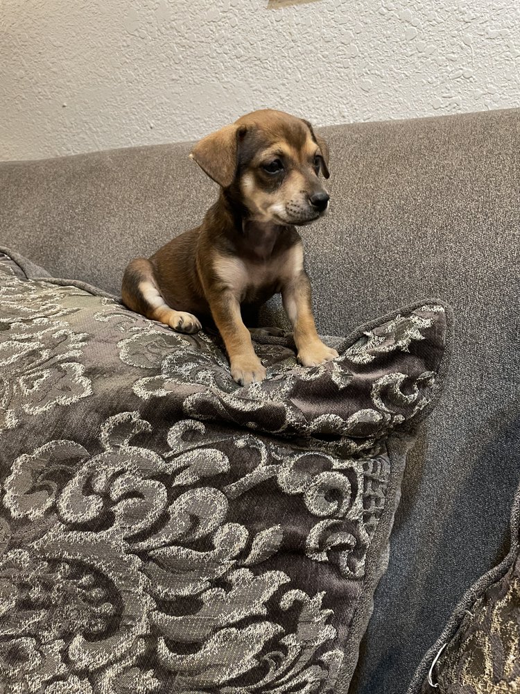 ALEXIS AND ISABELLA POWER - Updated July 2024 - Mesa, Arizona - Pet ...